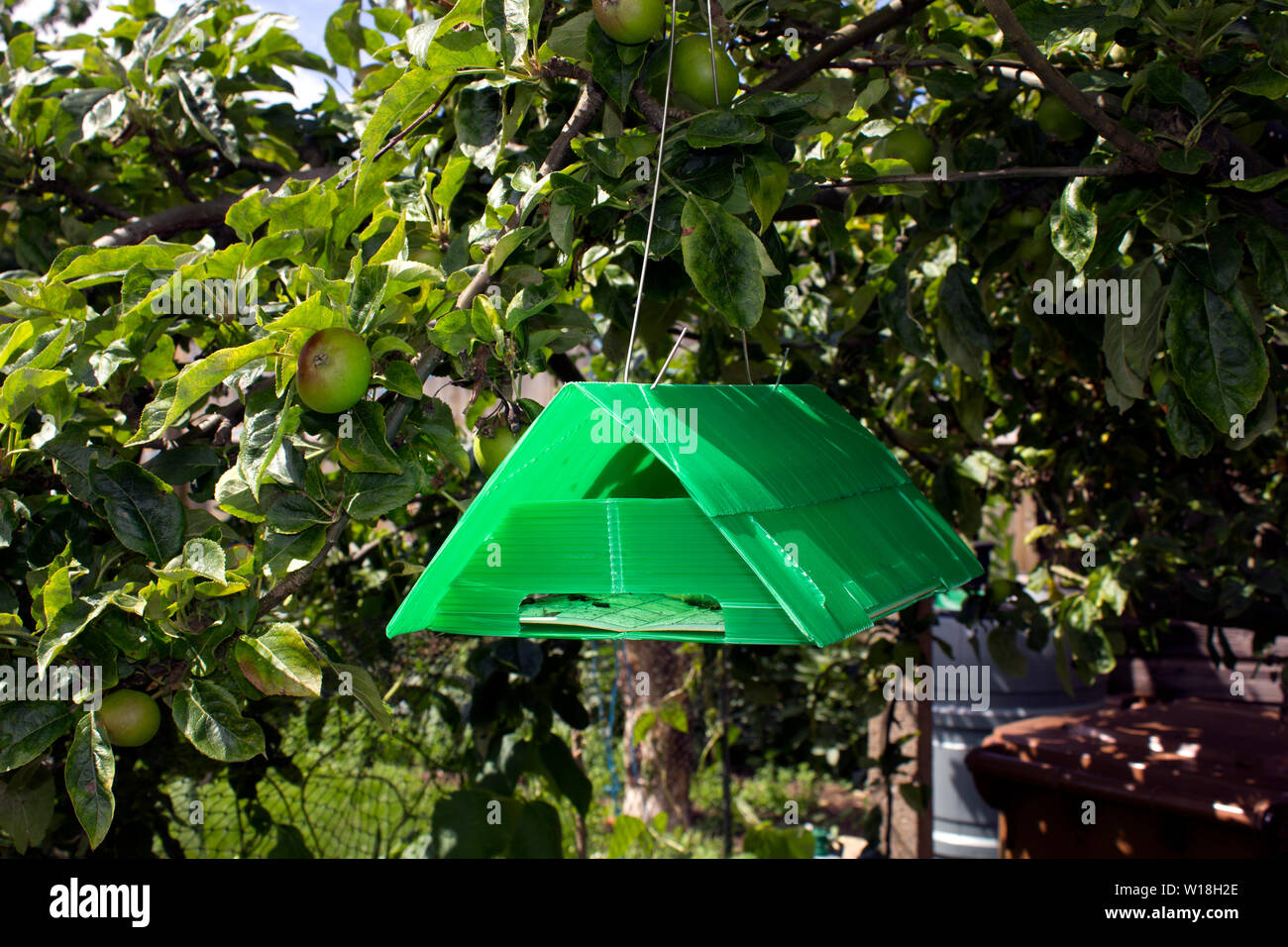 CODLING MOTH TRAP HANGING IN APPLE TREE. SHOWS TRAPPED MOTHS Stock ...