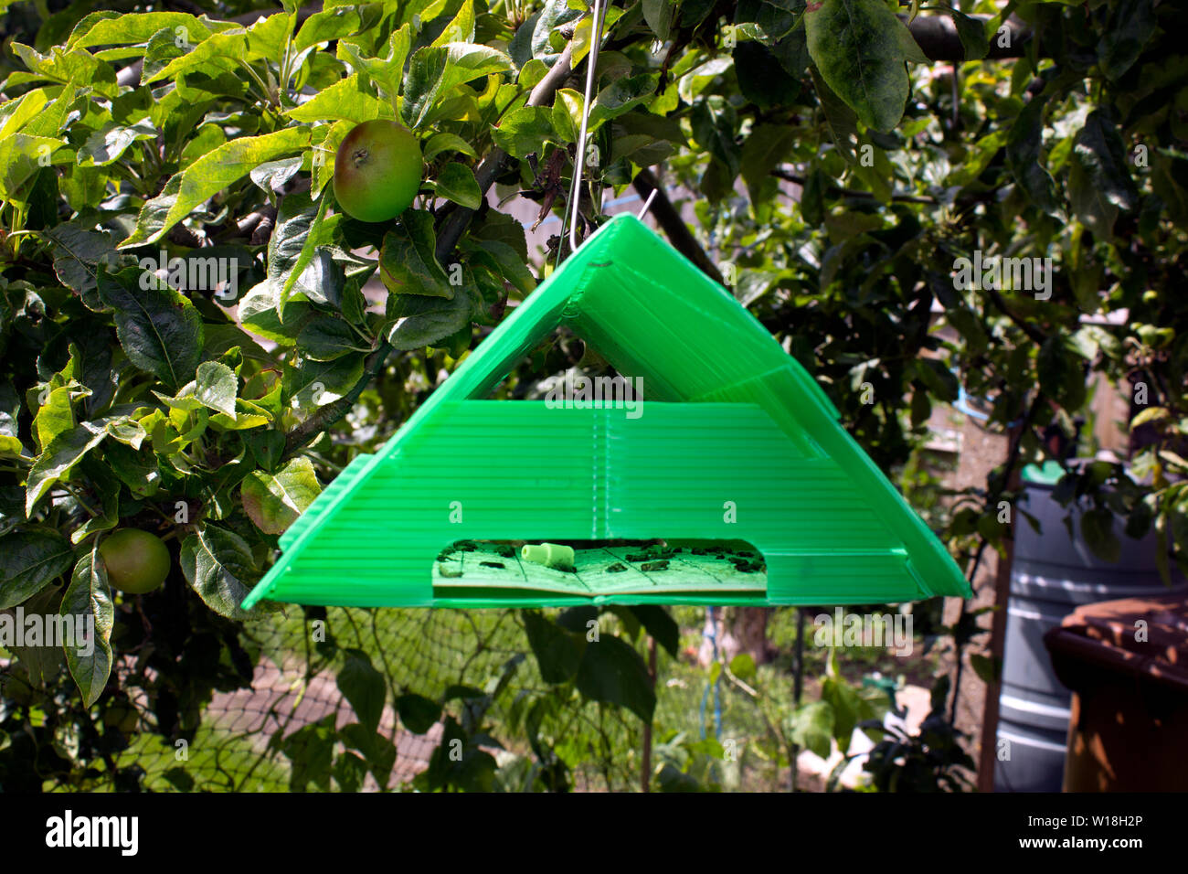 CODLING MOTH TRAP HANGING IN APPLE TREE. SHOWS TRAPPED MOTHS Stock ...
