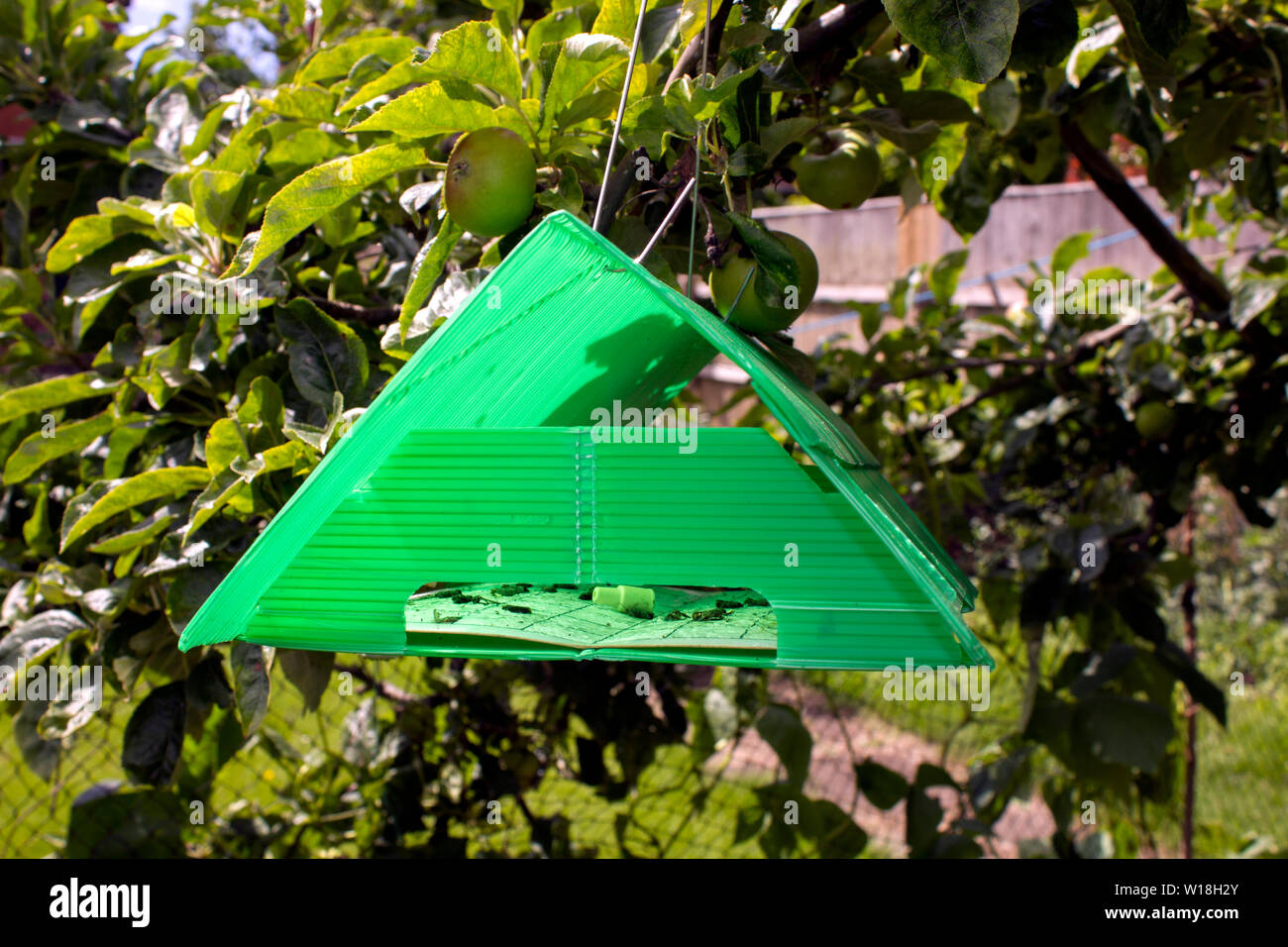 CODLING MOTH TRAP HANGING IN APPLE TREE. SHOWS TRAPPED MOTHS Stock ...
