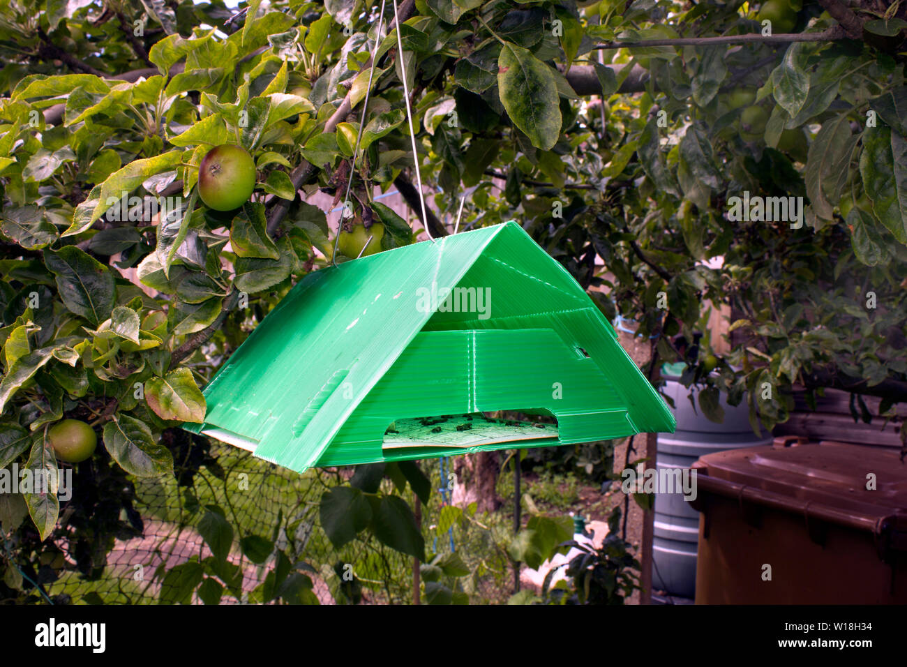 CODLING MOTH TRAP HANGING IN APPLE TREE. SHOWS TRAPPED MOTHS Stock ...