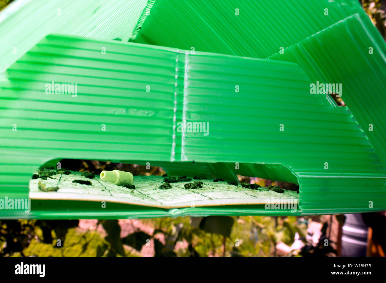 CODLING MOTH TRAP HANGING IN APPLE TREE. SHOWS TRAPPED MOTHS Stock ...