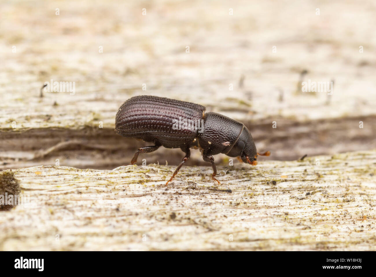 Snout Beetle (Stenoscelis brevis Stock Photo - Alamy