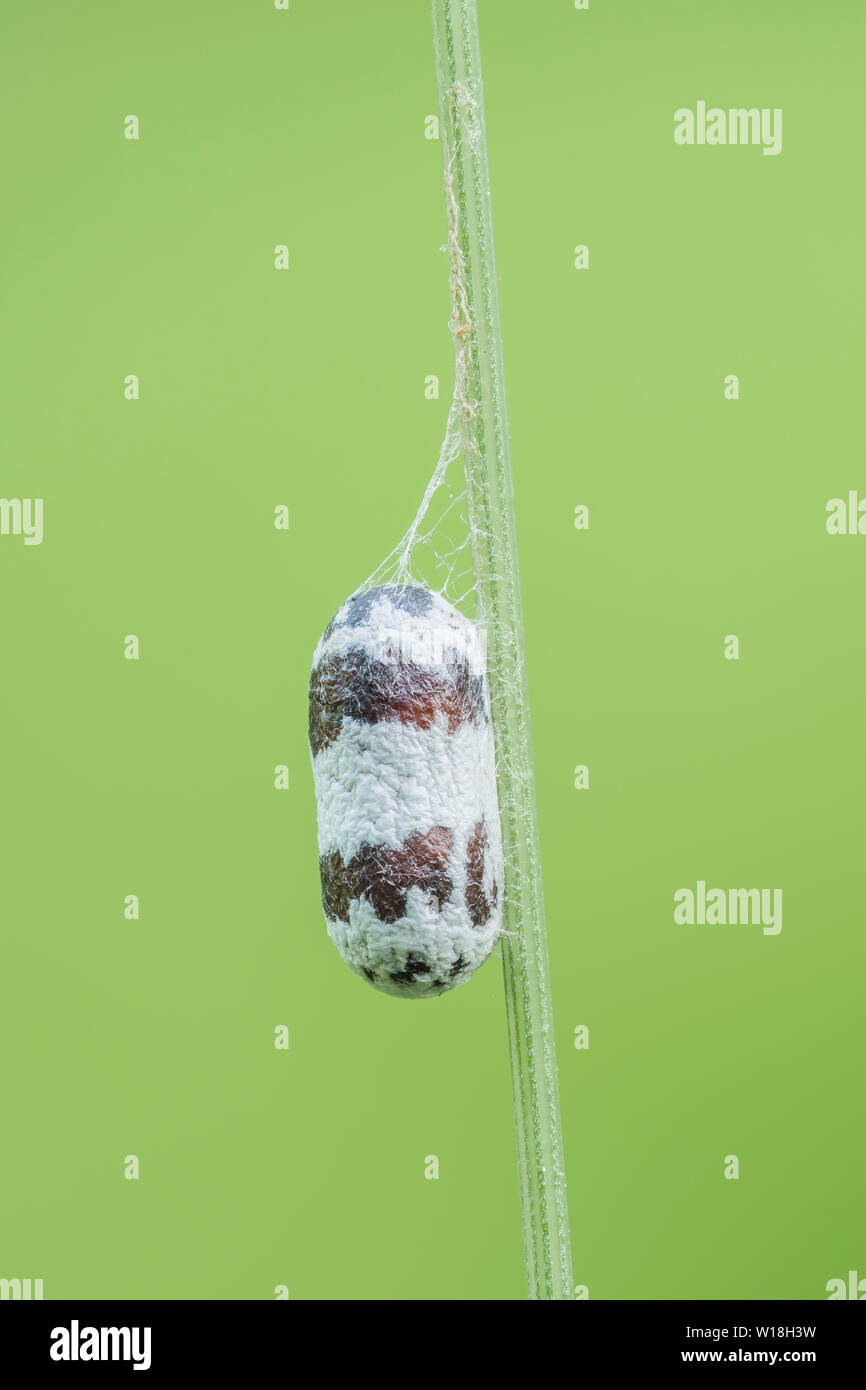 Wasp Pupae High Resolution Stock Photography and Images - Alamy