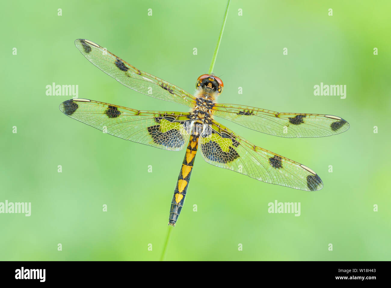 A female Calico Pennant (Celithemis elisa) perches motionless in the ...