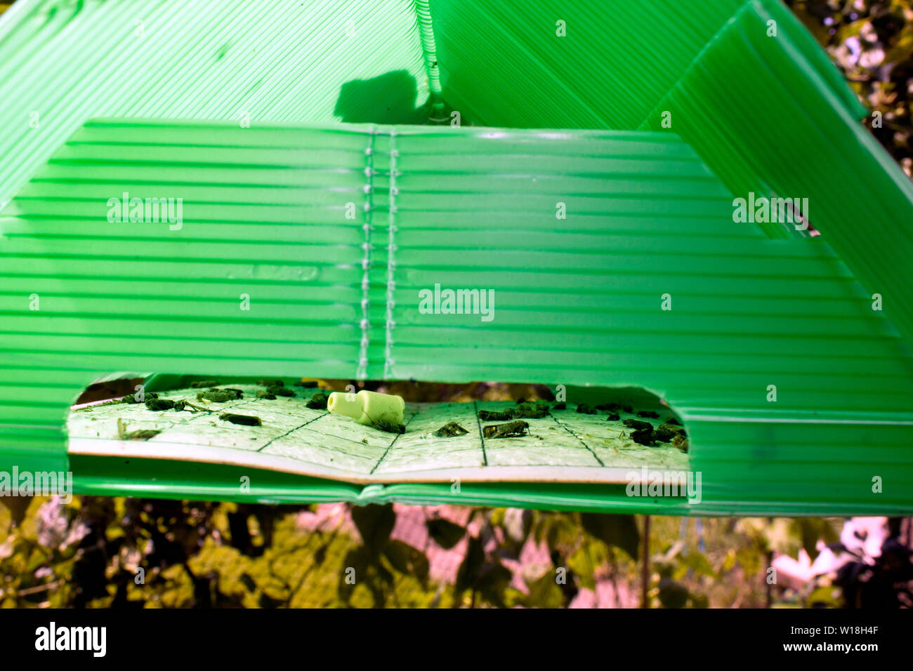 Codling moths hi-res stock photography and images - Alamy