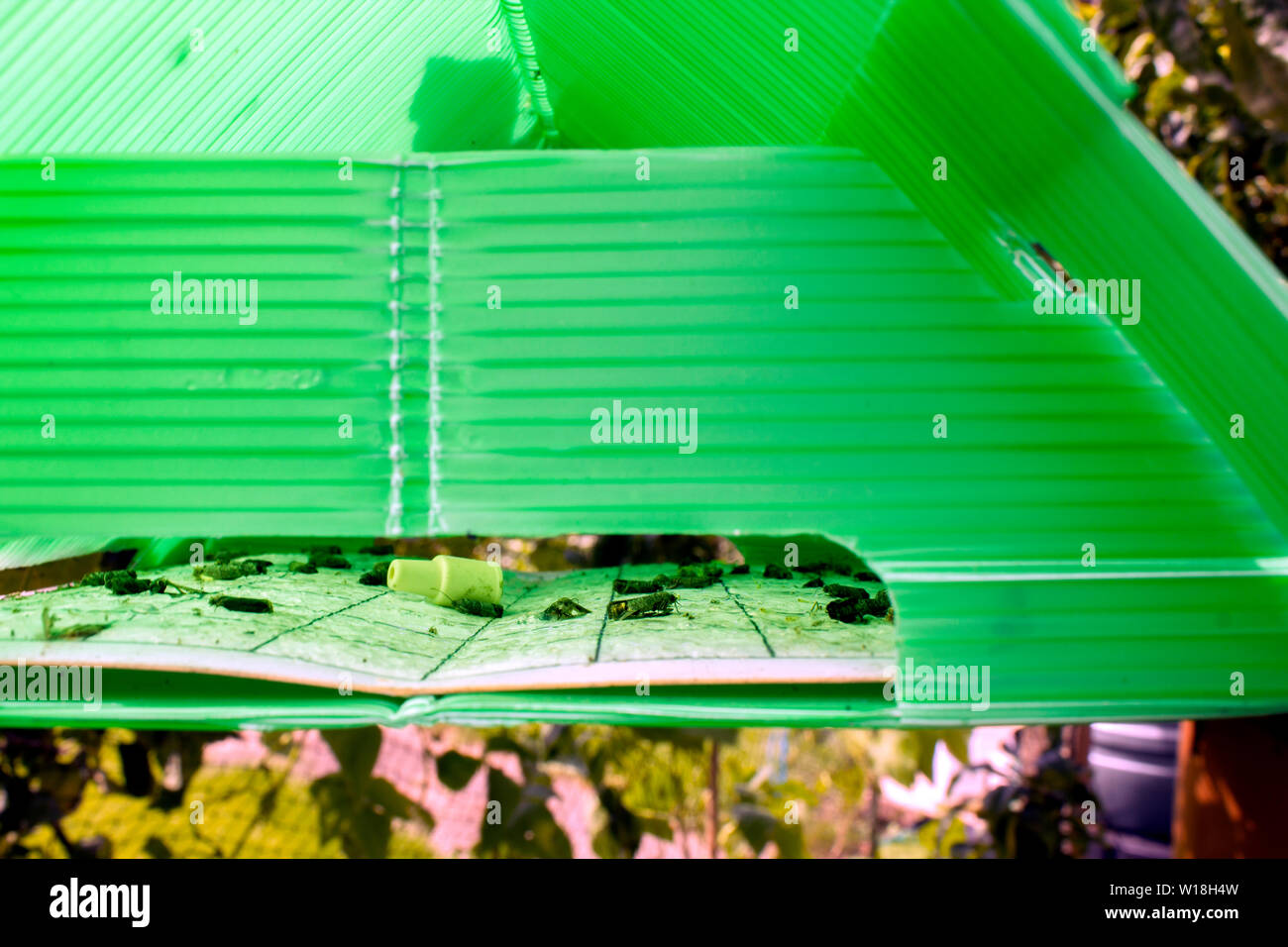 CODLING MOTH TRAP HANGING IN APPLE TREE. SHOWS TRAPPED MOTHS Stock ...