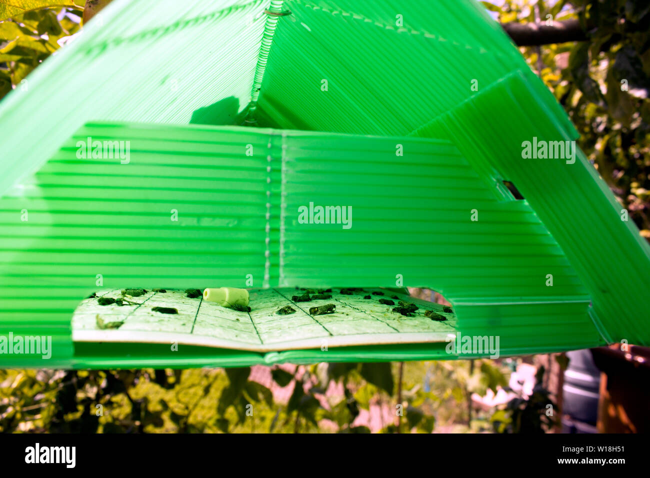 CODLING MOTH TRAP HANGING IN APPLE TREE. SHOWS TRAPPED MOTHS Stock ...