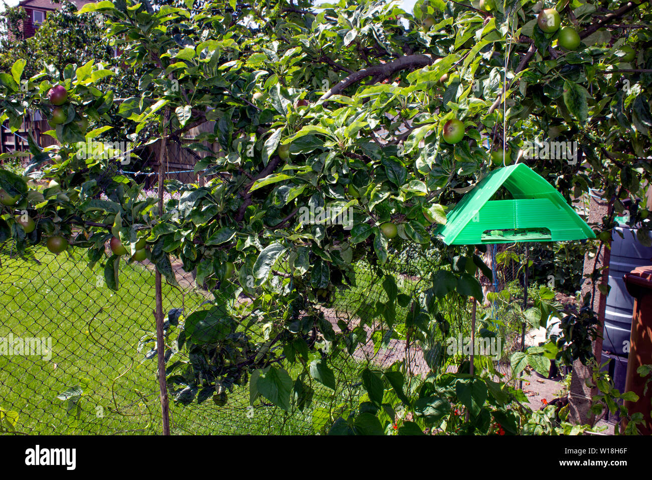 CODLING MOTH TRAP HANGING IN APPLE TREE. SHOWS TRAPPED MOTHS Stock ...