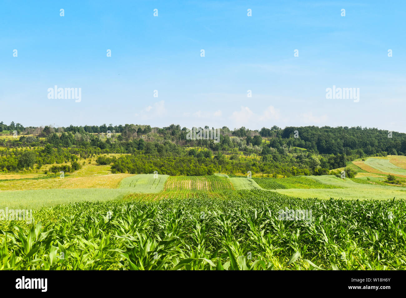 Corn field in a sunny summer day. Cereal farming agriculture in Romania ...