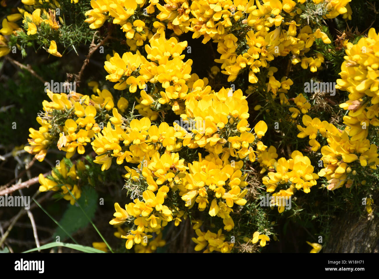 Up close and personal with blooming yellow gorse bush Stock Photo - Alamy