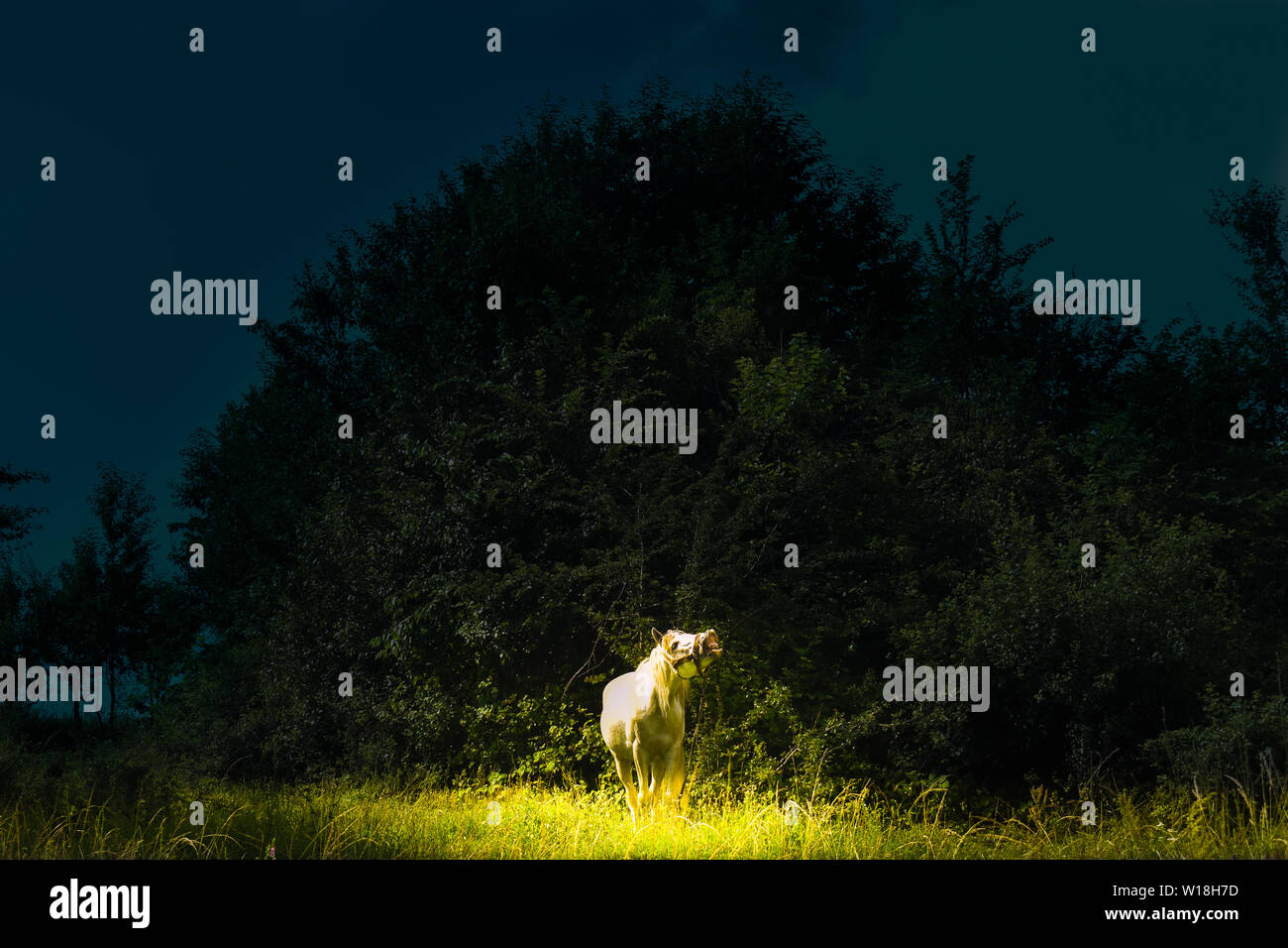 Fairy tale scene with magical white horse yelling in highlight. Dark ...