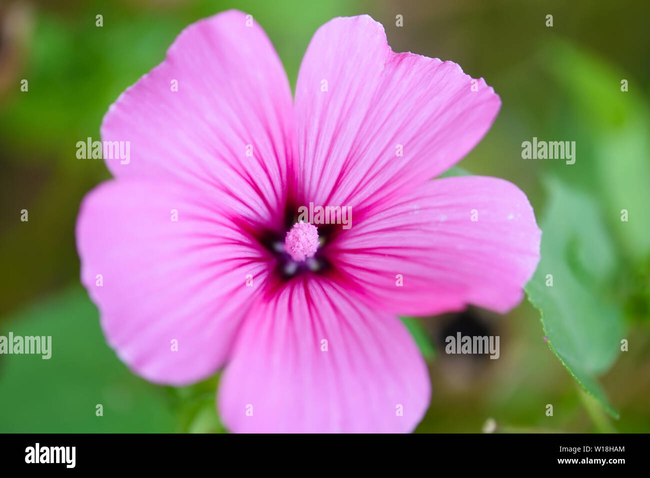 Malva alcea hi-res stock photography and images - Alamy
