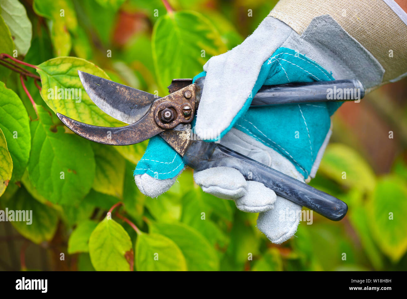 Secateurs leaves hi-res stock photography and images - Alamy