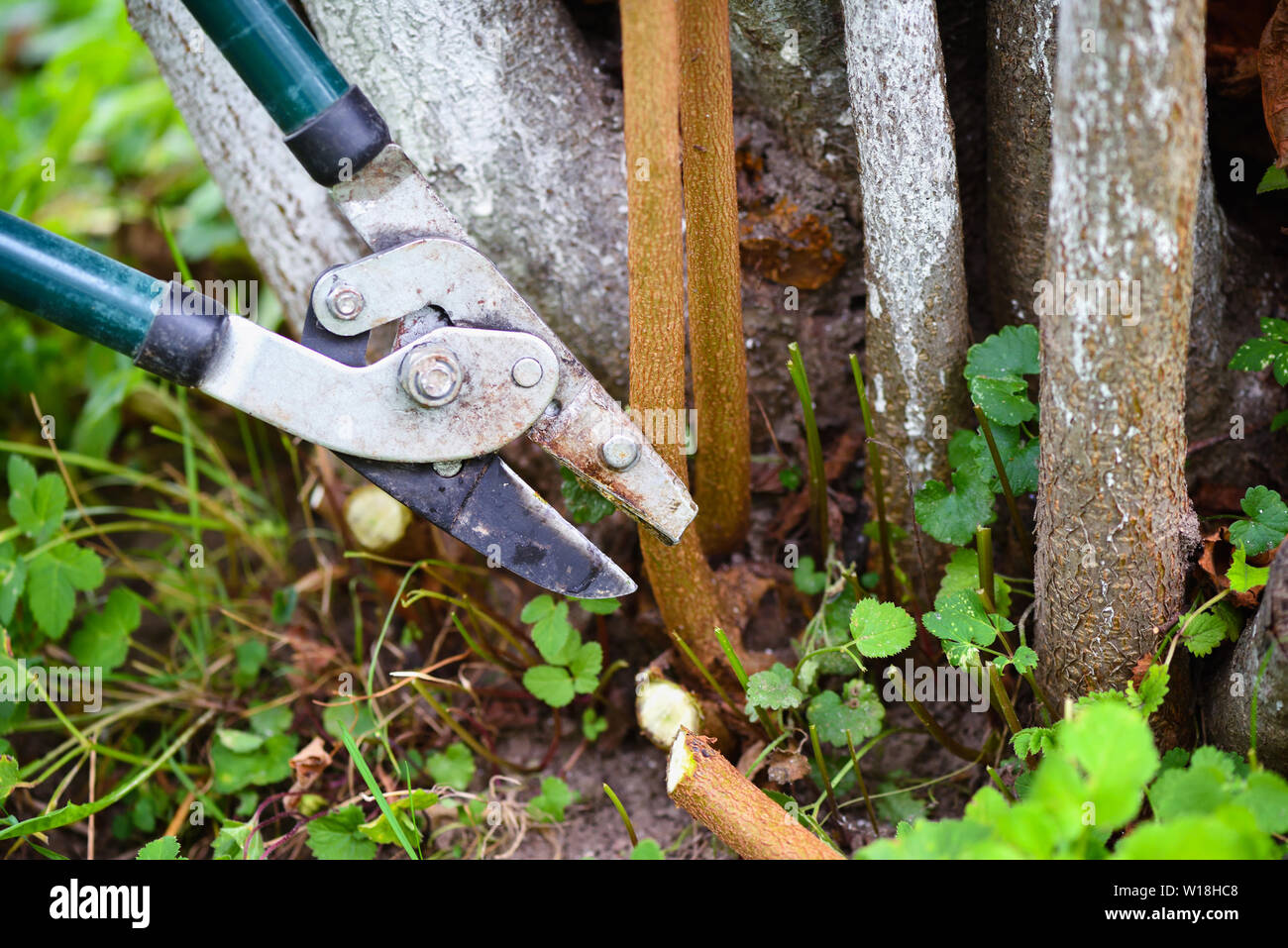 Pruning trees with garden pruners in the autumn garden Stock Photo - Alamy