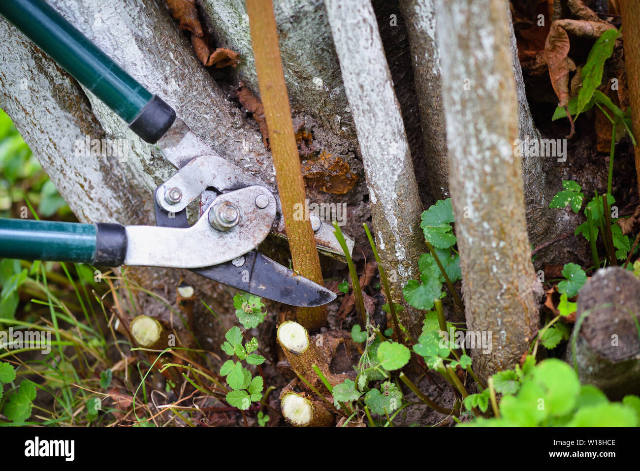 Pruning trees with garden pruners in the autumn garden Stock Photo - Alamy