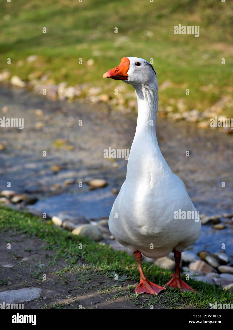 Geese near stream hi-res stock photography and images - Alamy