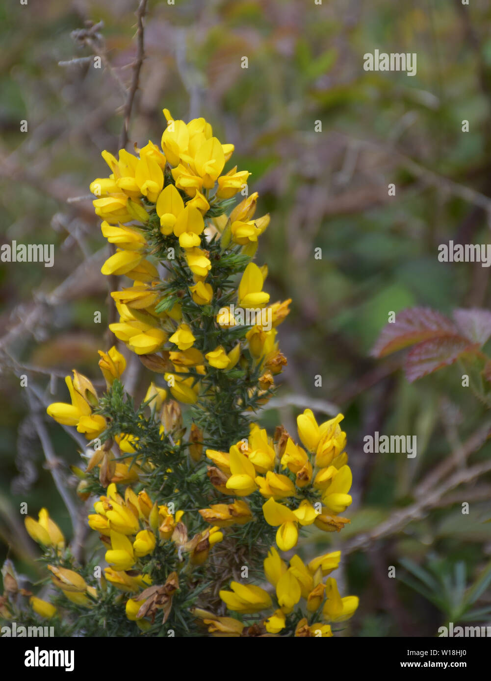 Budding gorse hi-res stock photography and images - Alamy