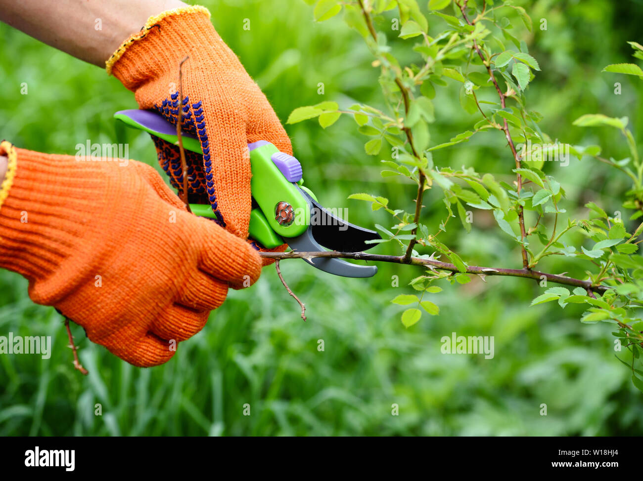 Shrub rose prune hi-res stock photography and images - Alamy