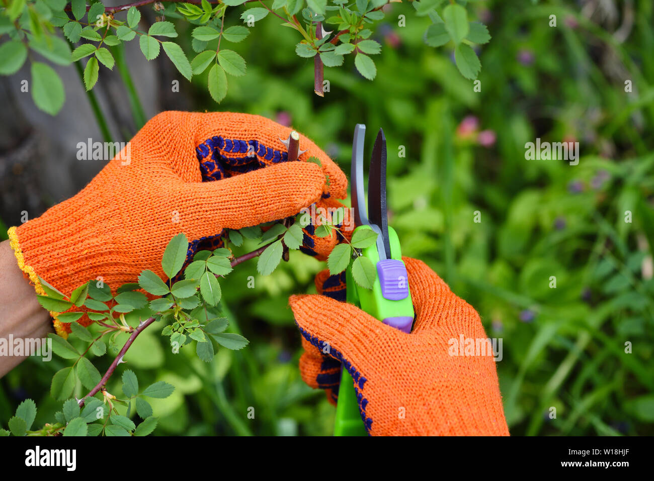 Spring pruning roses in the garden, gardener's hands with secateur ...