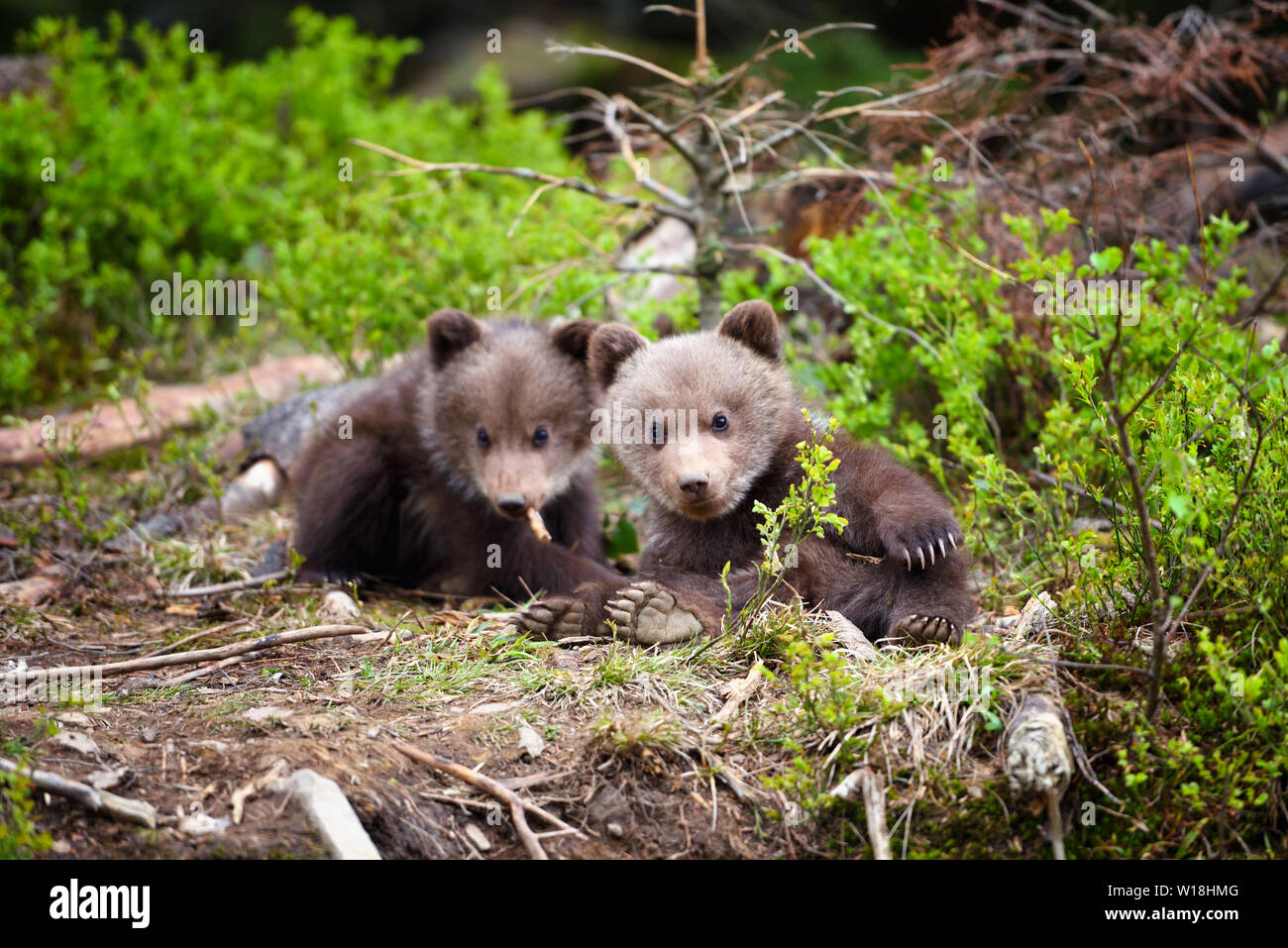 Two little brown bear cub in summer forest Stock Photo - Alamy