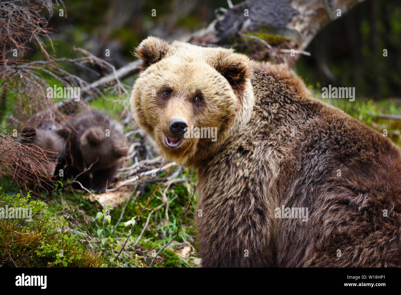 Brown mother bear protecting her cubs in summer forest Stock Photo - Alamy