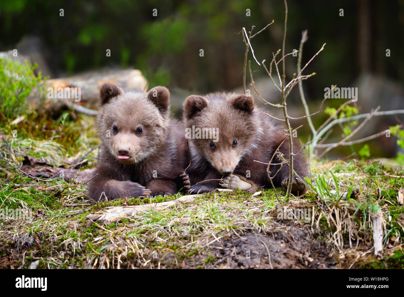 Small bear hi-res stock photography and images - Alamy