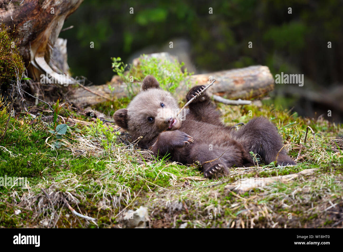 Funny little brown bear cub is played with a stick Stock Photo - Alamy