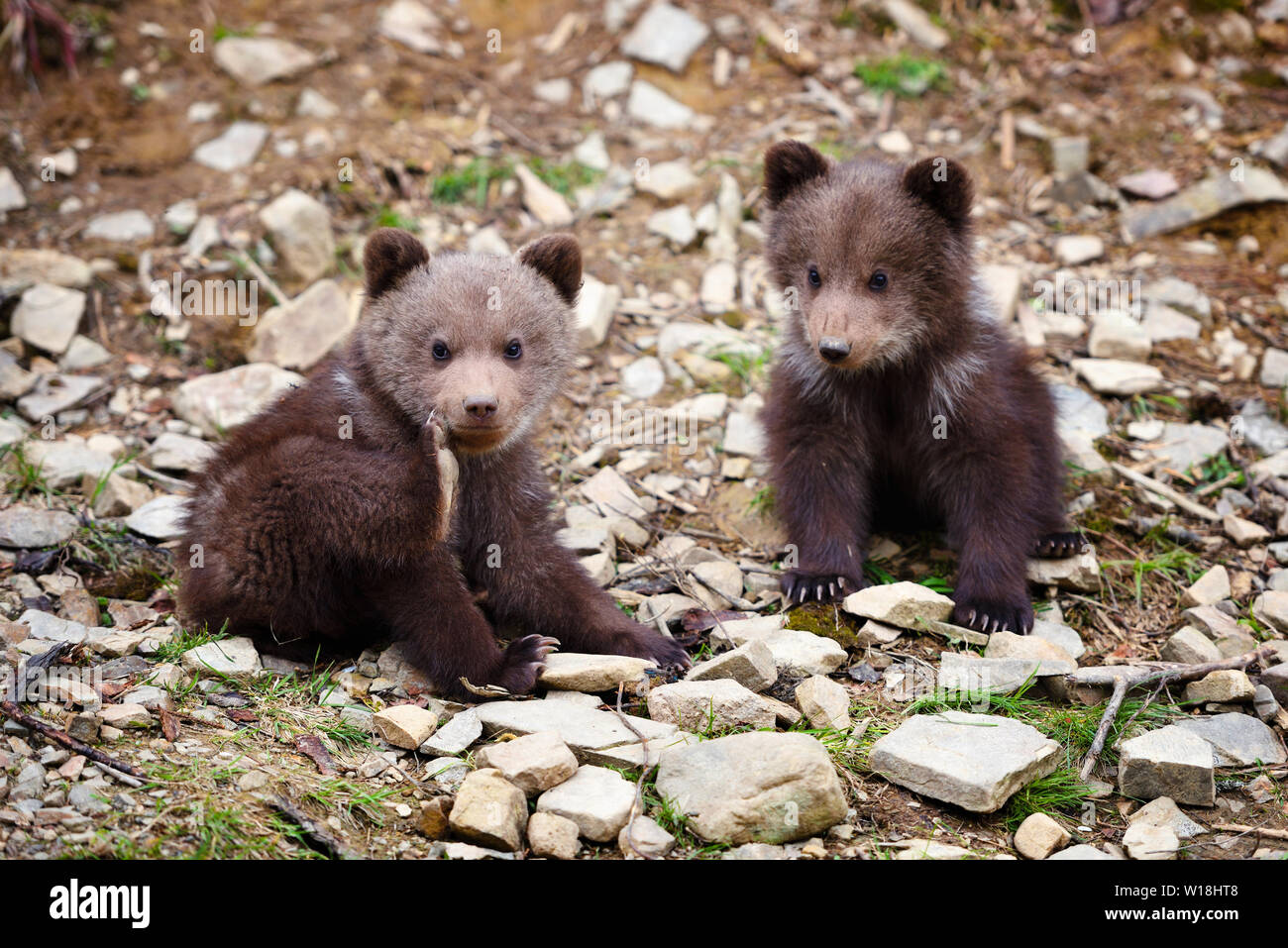 Two little brown bear cub on the edge of the forest Stock Photo - Alamy