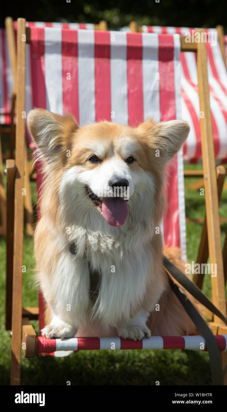 Marcel le corgi hi-res stock photography and images - Alamy