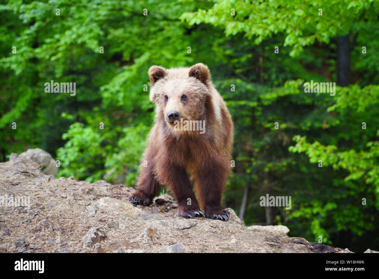 Cute little brown bear cub on the edge of the forest Stock Photo - Alamy