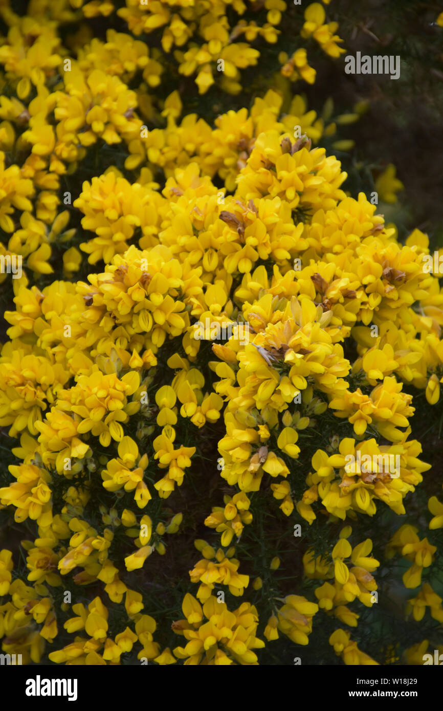 Up close blooming bright yellow flowering gorse shrub Stock Photo - Alamy