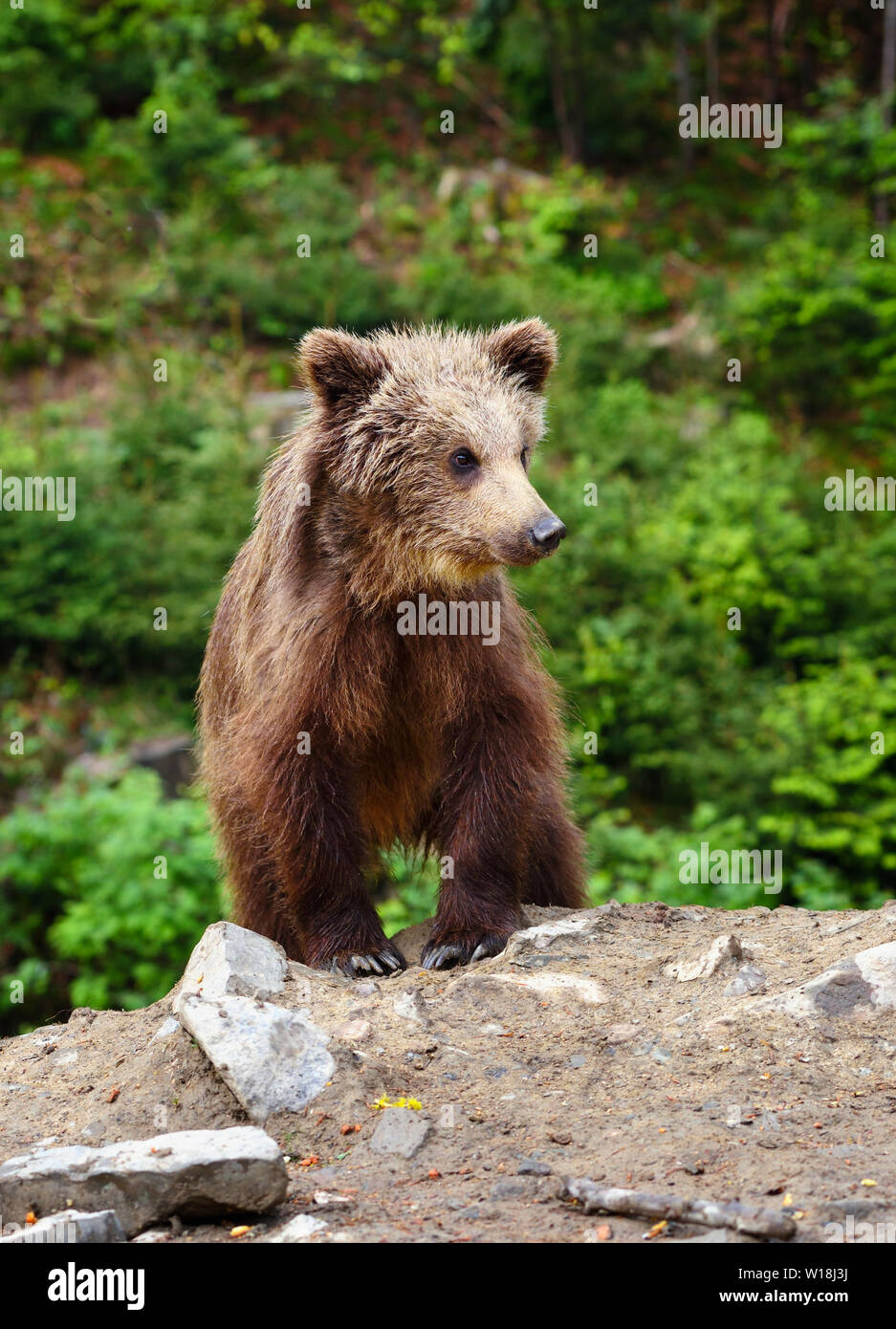 Cute little brown bear cub on the edge of the forest Stock Photo - Alamy