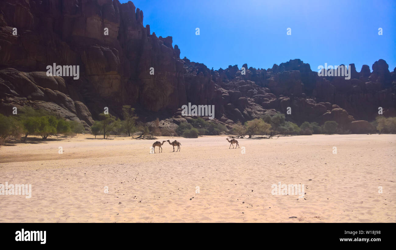 Panorama inside canyon aka Guelta d'Archei, East Ennedi, Chad Stock ...