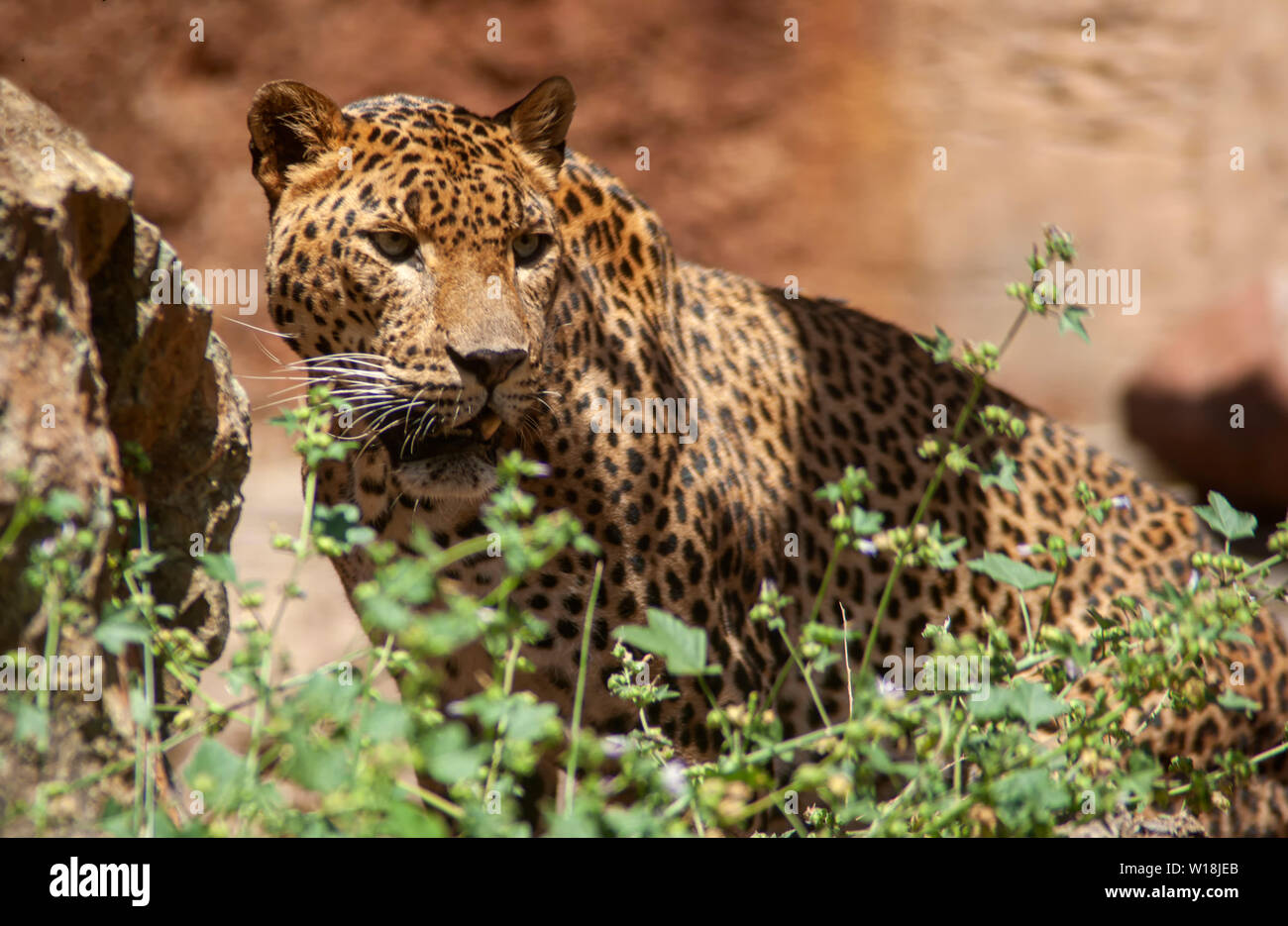 Big cats, Leopard Stock Photo - Alamy