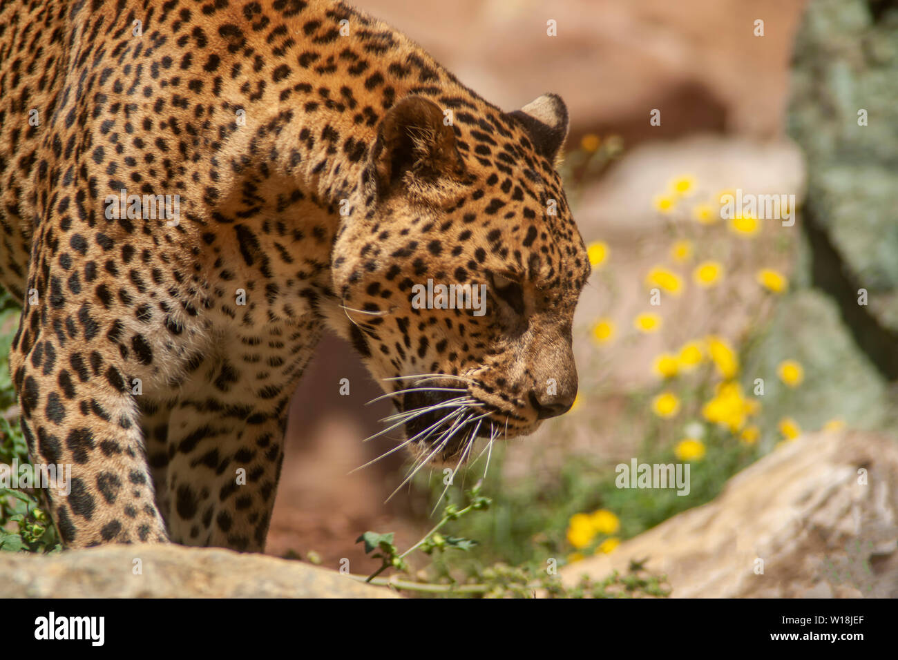 Big cats, Leopard Stock Photo - Alamy