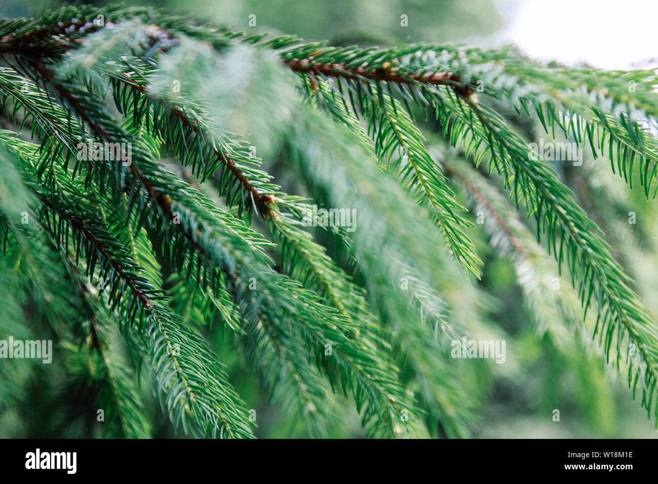 Fir needle background hi-res stock photography and images - Alamy