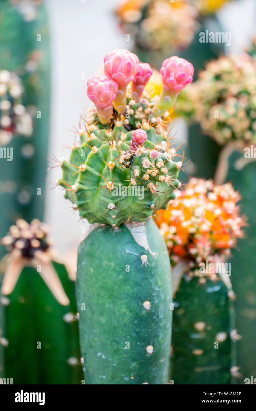 cactus, sugar palm leaf for decoration, plant and tree in the garden ...