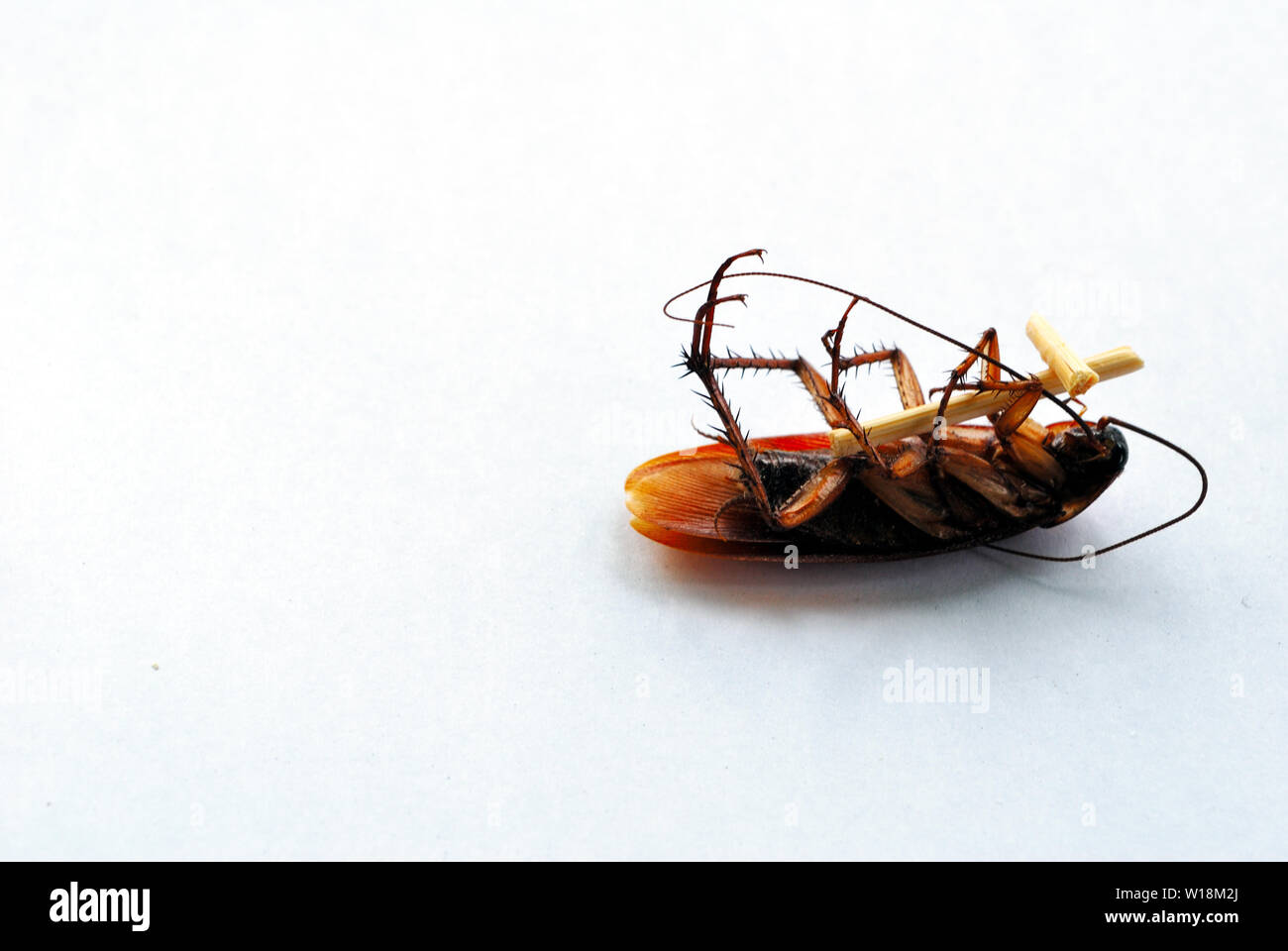 dead brown cockroach isolate on white background Stock Photo - Alamy