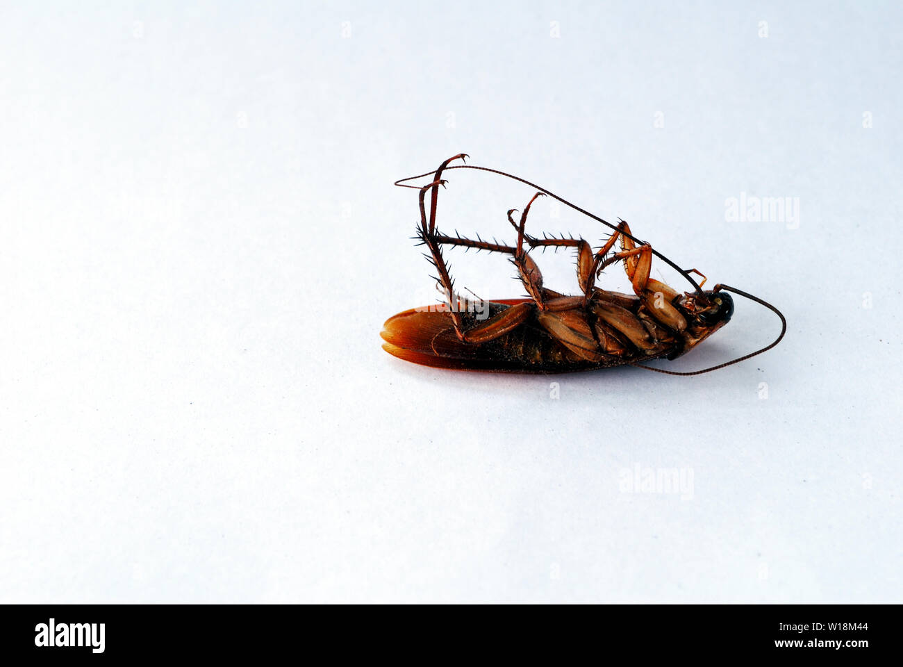 dead brown cockroach isolate on white background Stock Photo - Alamy