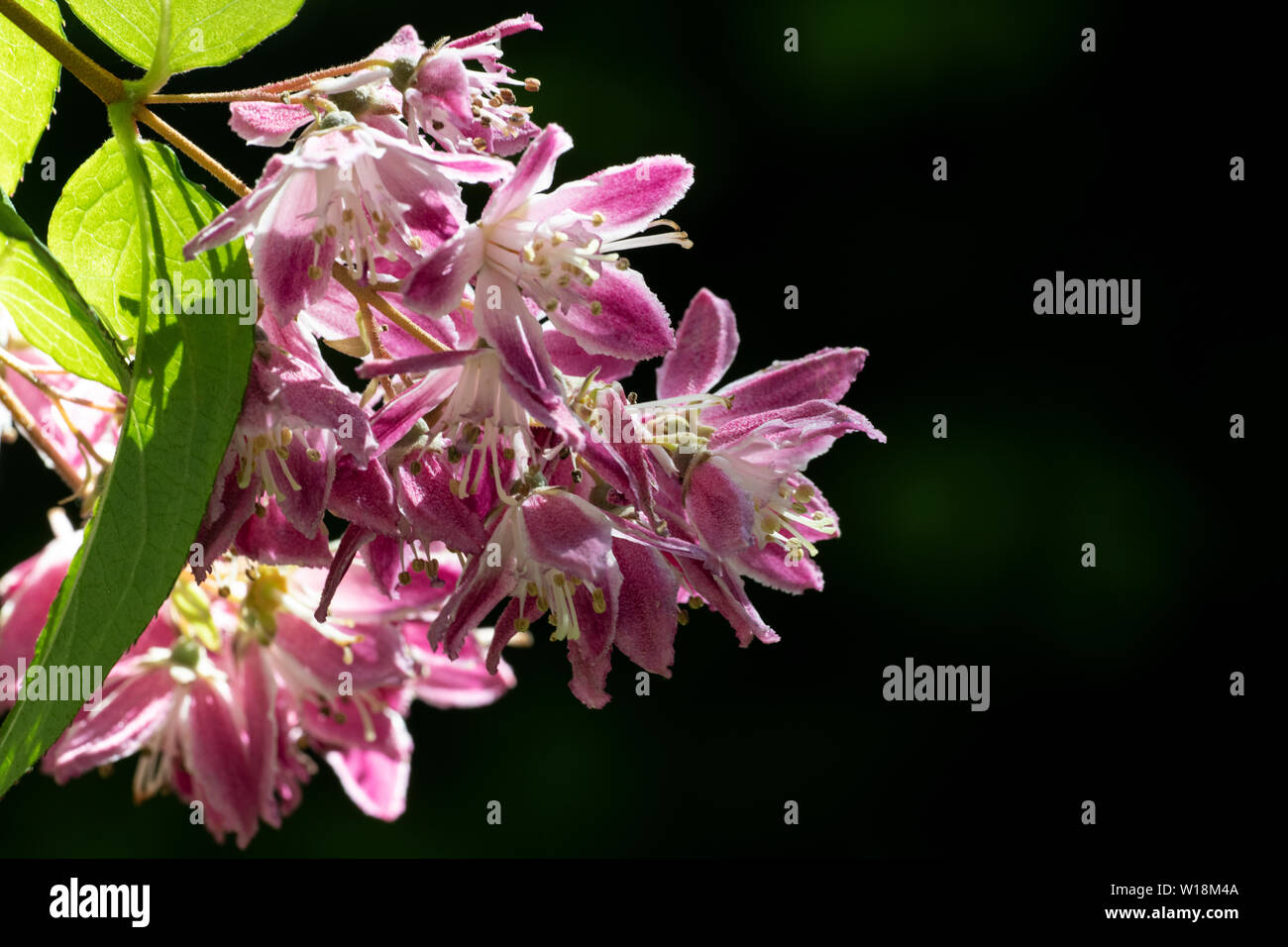 Deutzia X hybrida "Stawberry Fields", flowers Stock Photo - Alamy