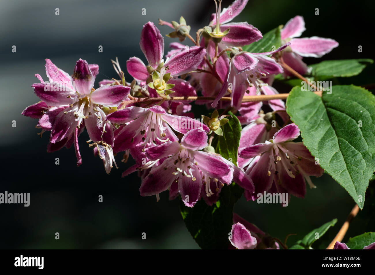 Deutzia X hybrida "Stawberry Fields", flowers Stock Photo - Alamy