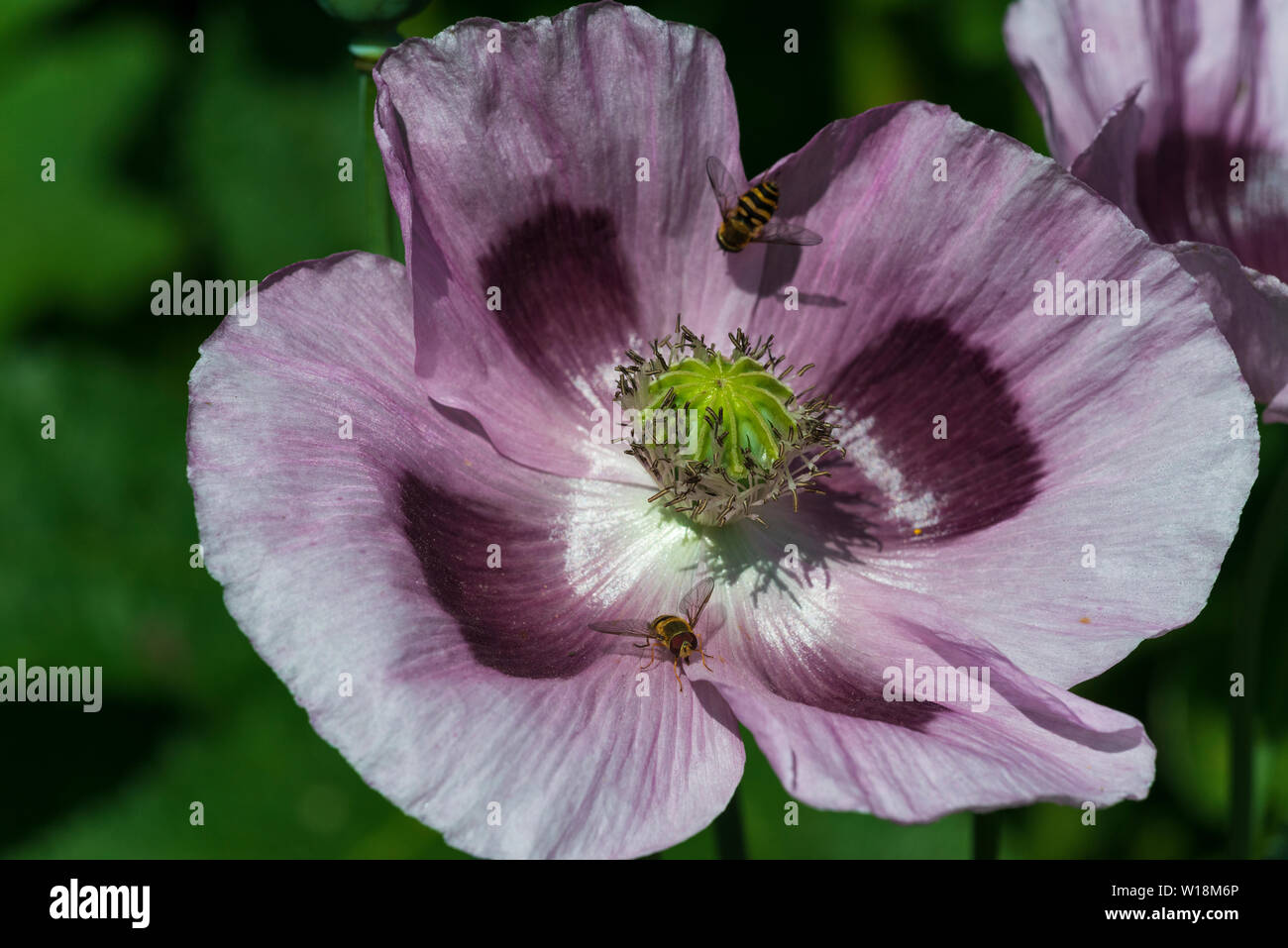 Opium Poppy (Papaver somniferum) aka Papaver hortense with Hoverfly ...
