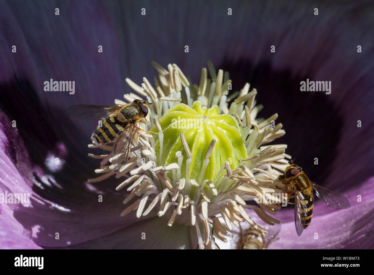 Opium Poppy (Papaver somniferum) aka Papaver hortense ovary and stamens ...