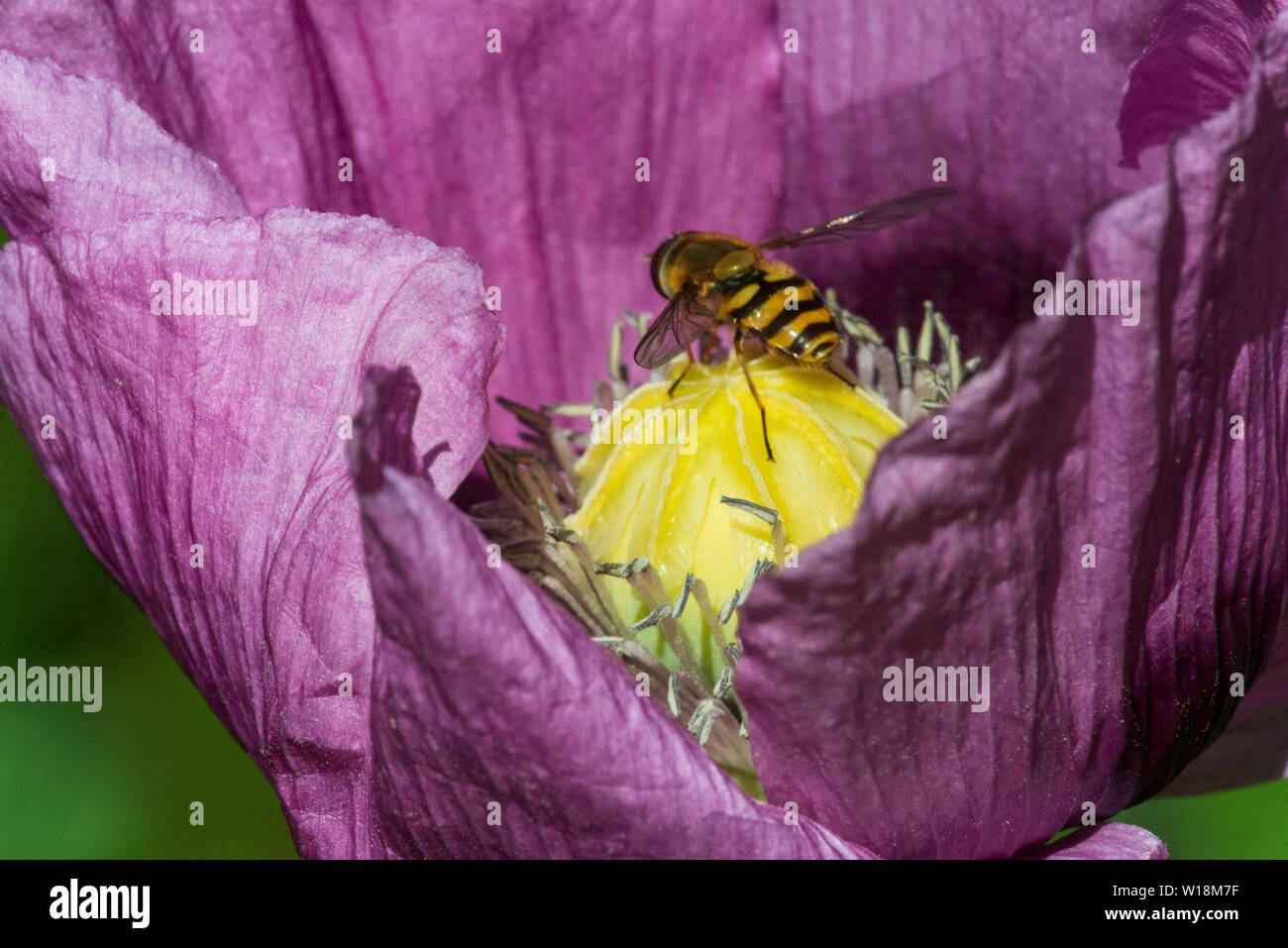 Opium Poppy (Papaver somniferum) aka Papaver hortense with Hoverfly ...