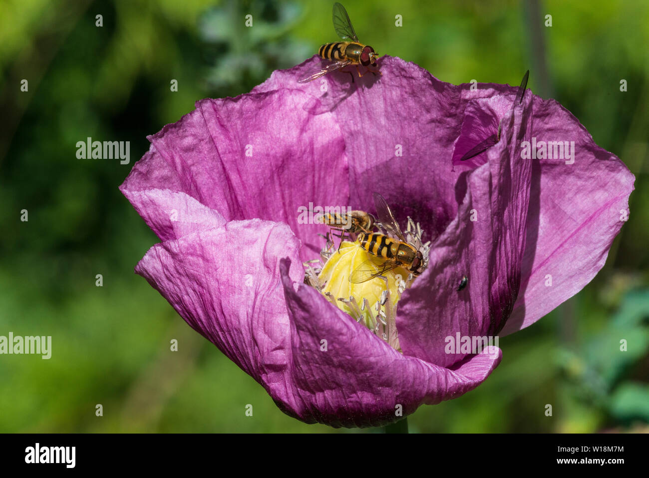 Opium Poppy (Papaver somniferum) aka Papaver hortense with Hoverfly ...