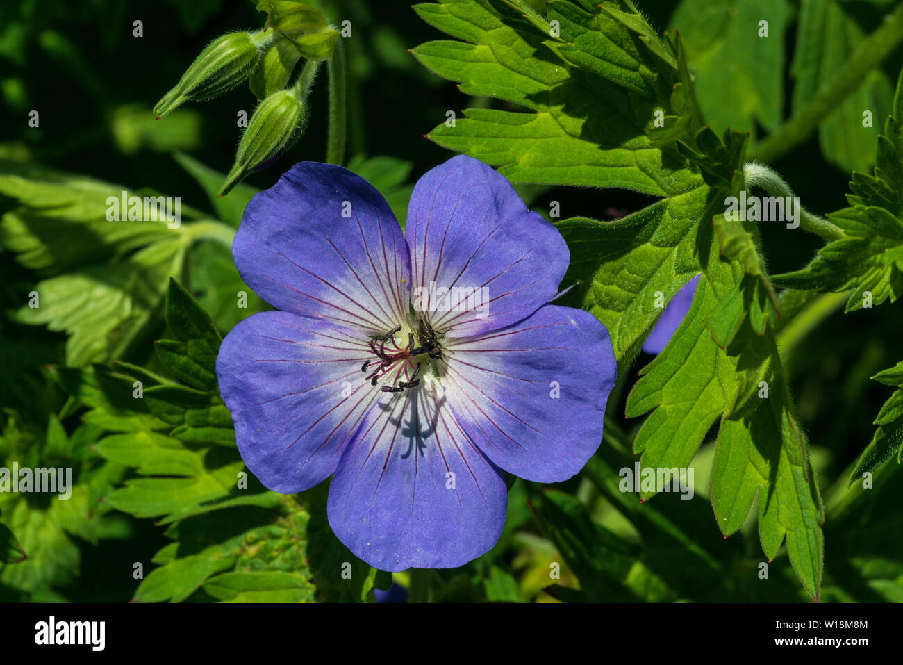 Striped cranesbill hi-res stock photography and images - Alamy