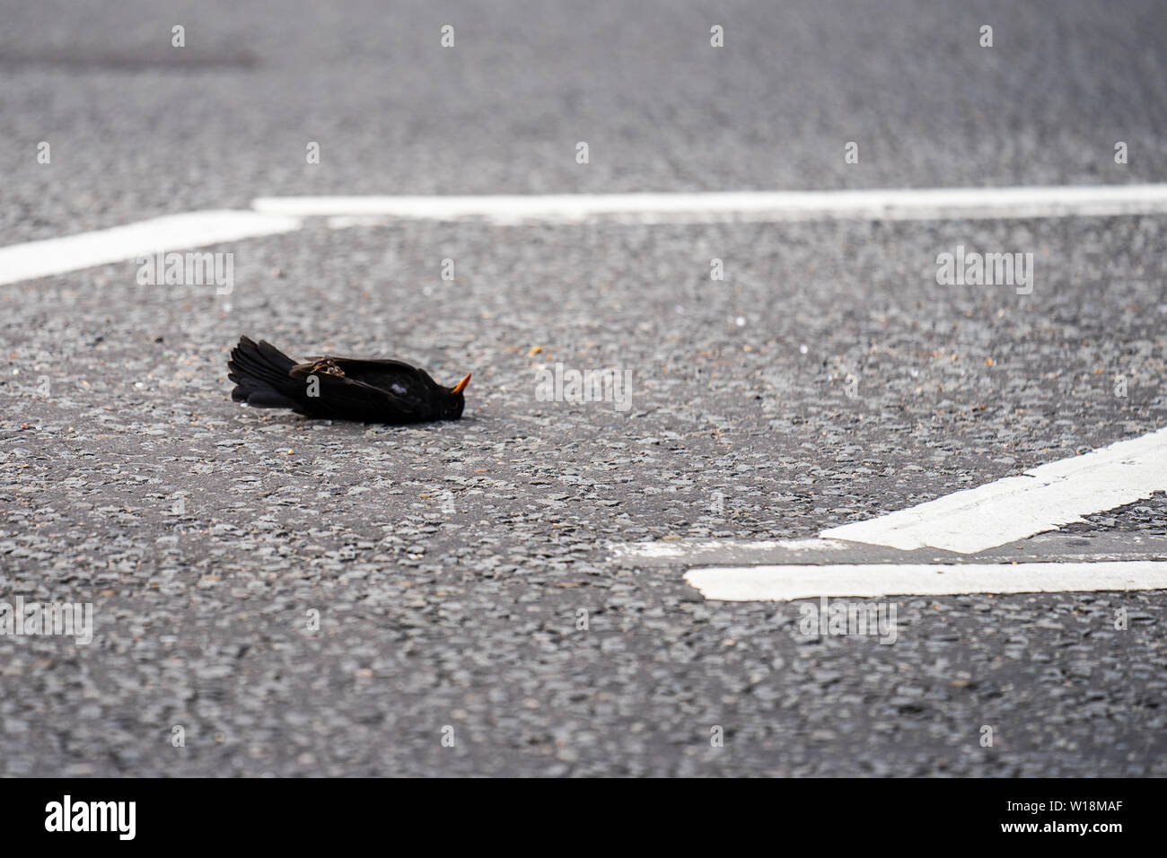 Wild bird killed on road hi-res stock photography and images - Alamy