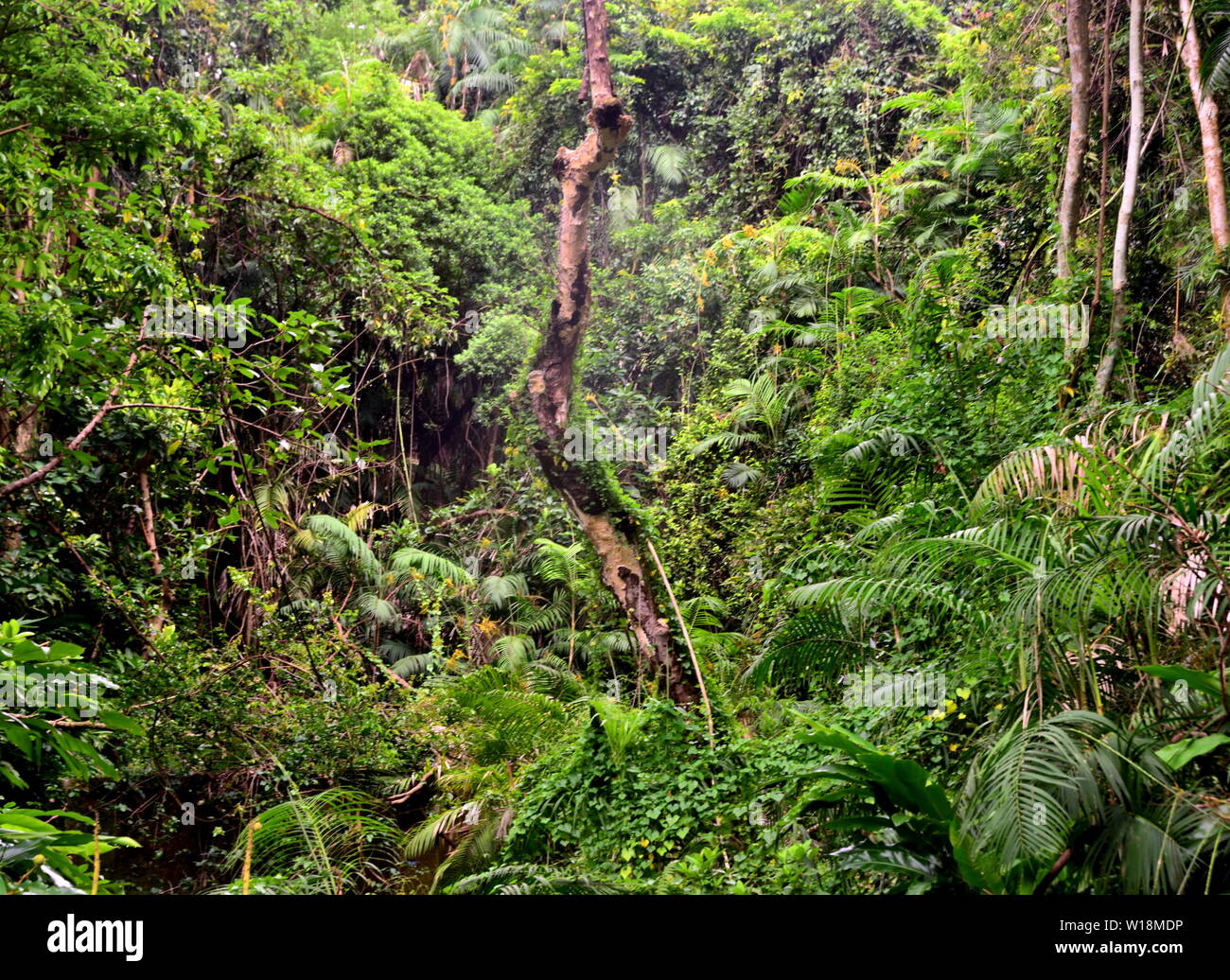Greenery hi-res stock photography and images - Alamy