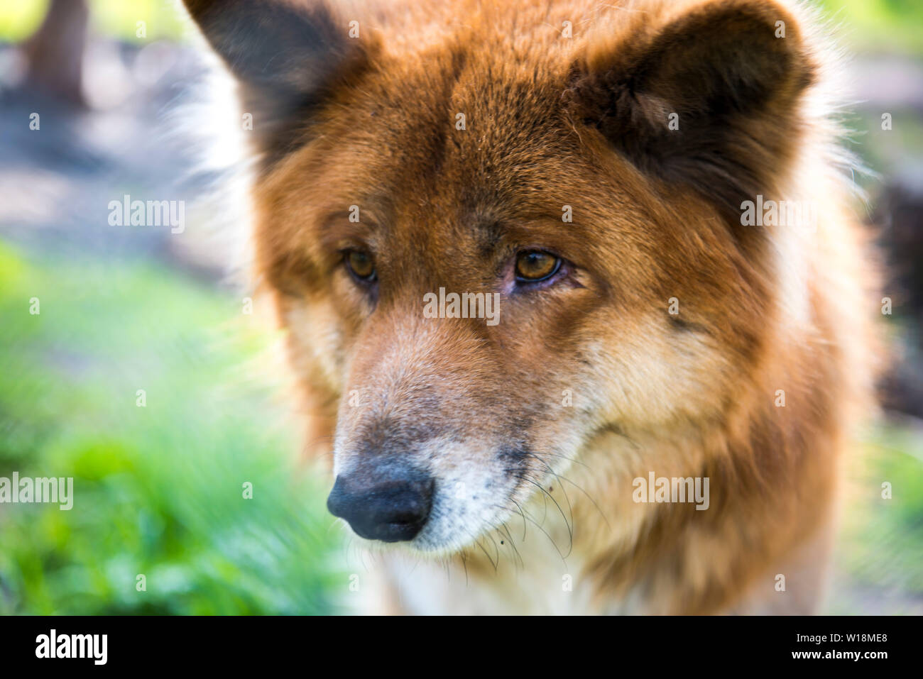 Macro photo of red wolf. Wild animals abstract photo Stock Photo - Alamy