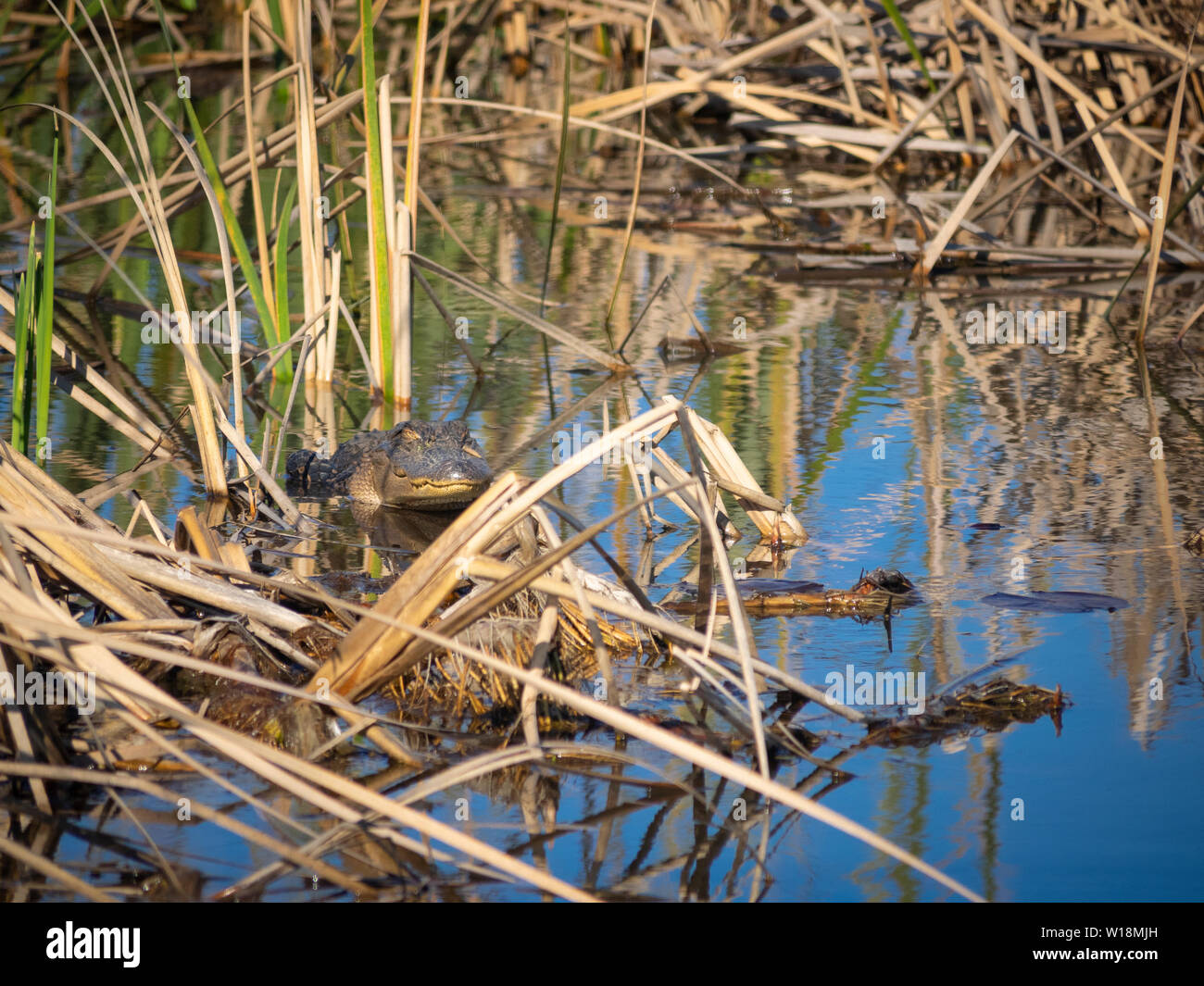Alligator in water Stock Photo - Alamy